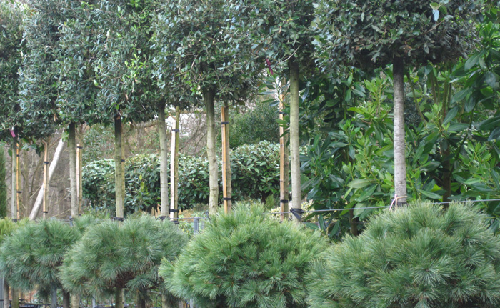 Architectural Plants - Amanda Patton